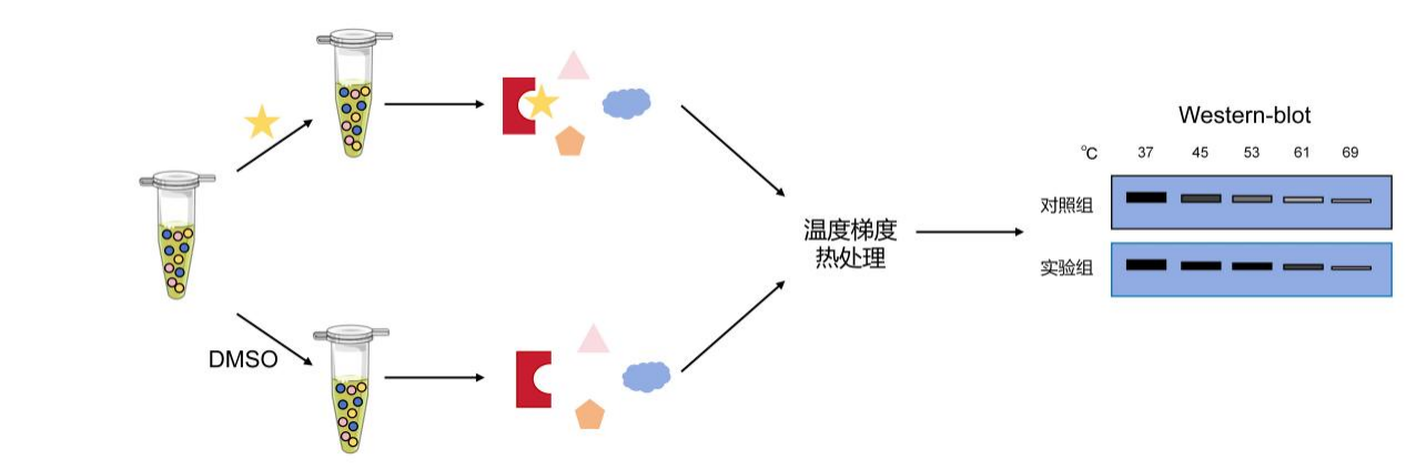 CETSA实验服务-CETSA服务介绍-武汉佰莱博生物科技有限公司-专注于生物大分子表征与药物筛选